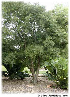 The Tree that Grows in Heaven – Positive Infinity